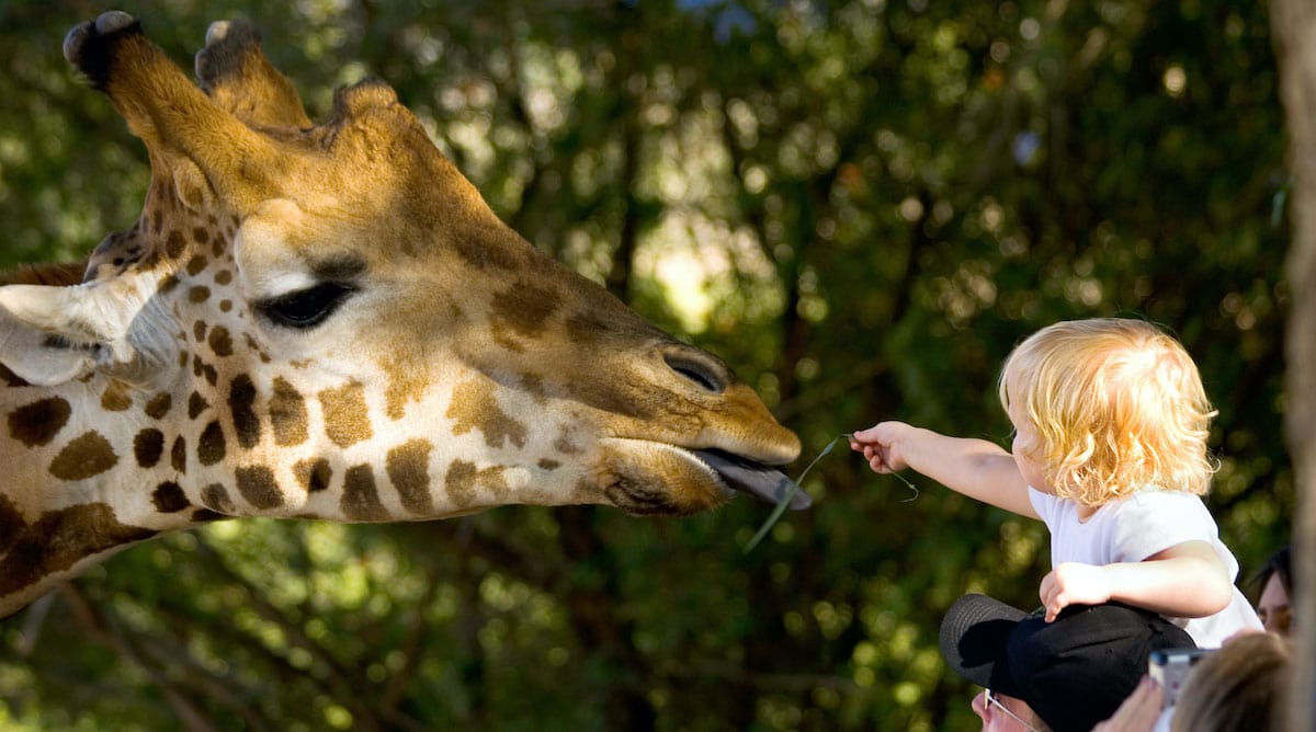 Aloha Beach Resort Wisconsin Dells